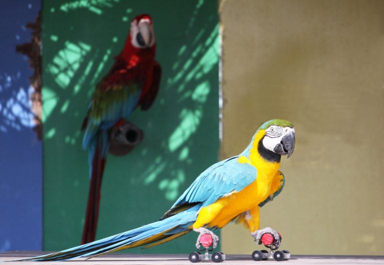 Marineland Mallorca Visitor guide | No Frills Excursions