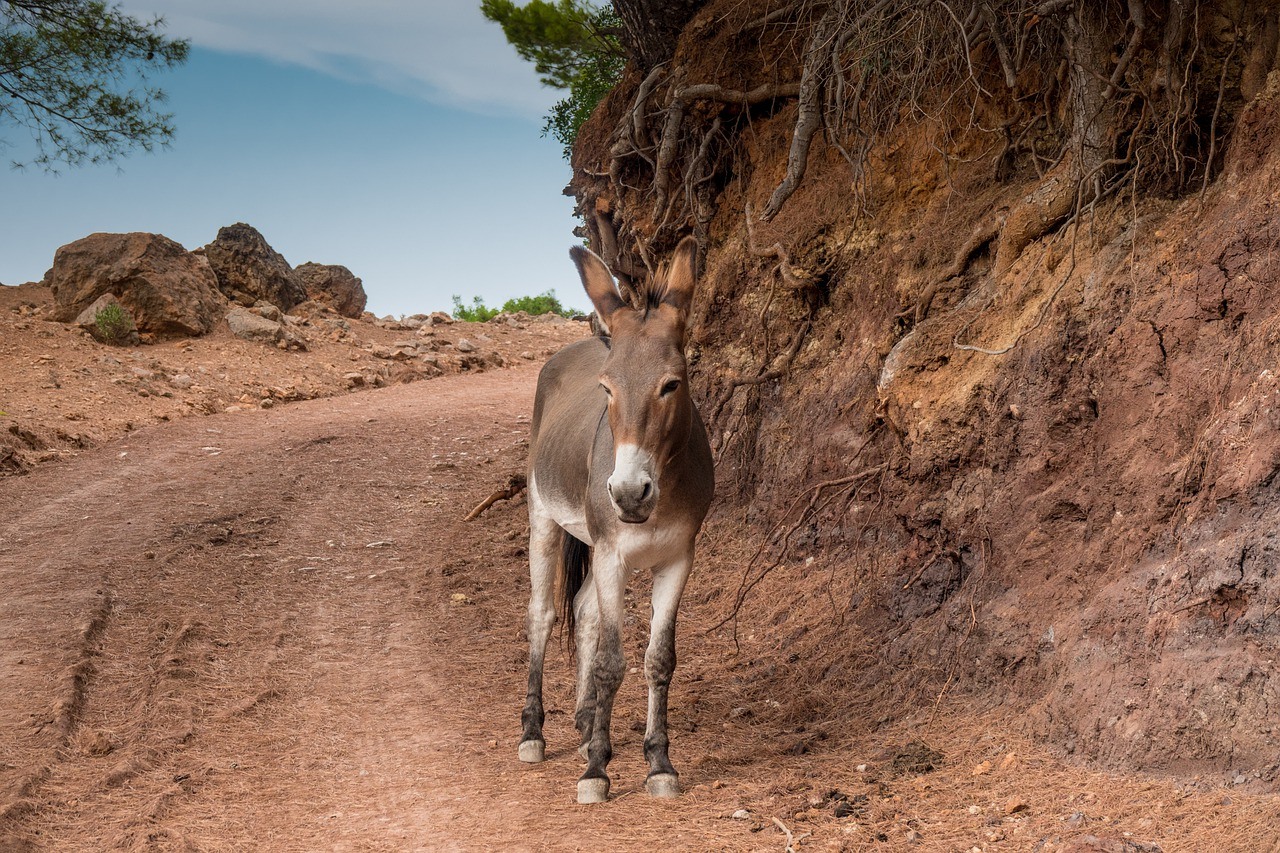 Tours in Mallorca - Walking Sightseeing - Experts Recommendations
